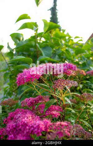 Closeup shot of beautiful purple Spiraea growing in its beauty in the ...