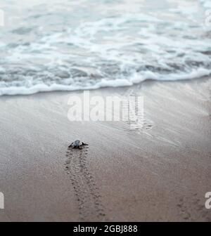 Turtles tracks in sand on Selingan Island, Turtle Islands Park, Sabah ...