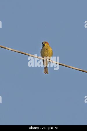 The plain-backed sparrow (Passer flaveolus Stock Photo - Alamy