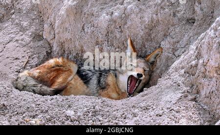 Tired black-backed jackal, Etosha, Namibia Stock Photo - Alamy