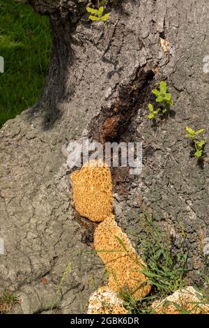 Inonotus Dryadeus fungus at the base of an old English Oak tree Stock ...