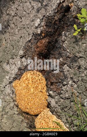 Oak Bracket Fungi on base of Oak Tree Stock Photo - Alamy
