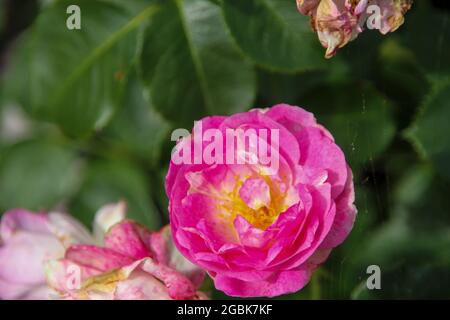 Flower of a rose in the Guldemondplantsoen Rosariu, in Boskoop of the ...