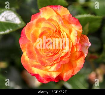 Flower of a rose in the Guldemondplantsoen Rosariu, in Boskoop of the ...