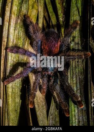 Brazilian Spider (Caranguejeira), waiting for the prey approaching on ...