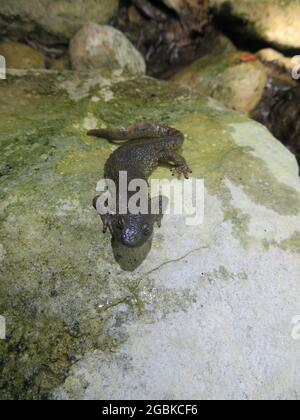 Selective focus shot of a Pyrenean brook salamander/Pyrenean newt ...