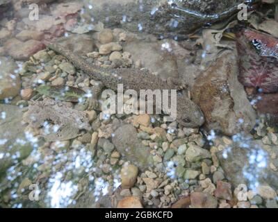 Selective focus shot of a Pyrenean brook salamander/Pyrenean newt ...