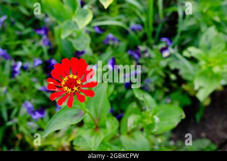 A Closeup of Zinnia graceful flower Stock Photo - Alamy
