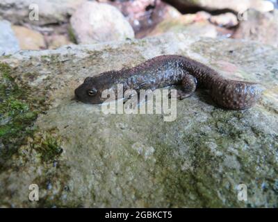 Selective focus shot of a Pyrenean brook salamander/Pyrenean newt ...