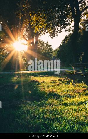 Sun captured from between the tree branches Stock Photo - Alamy