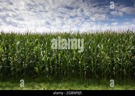 Corn field in the south of Munich, Bavaria, Germany Stock Photo - Alamy