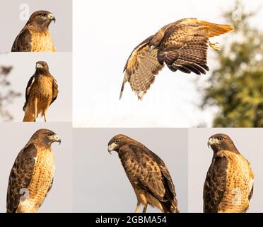 Set of Various California Red Hawk Stock Photo - Alamy