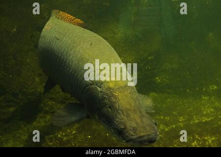 Closeup shot of a pirarucu fish underwater at an aquarium Stock Photo ...