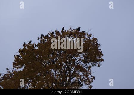Low angle shot of a group of birds flying in the blue sky Stock Photo ...