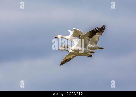 Snow Geese flying in formation Stock Photo - Alamy