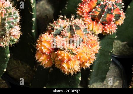 A small beautiful cactus (gymnocalycium) in the garden Stock Photo - Alamy