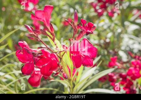 Beautiful bright red Mandevilla (rocktrumpet) - climbing and beautiful ...