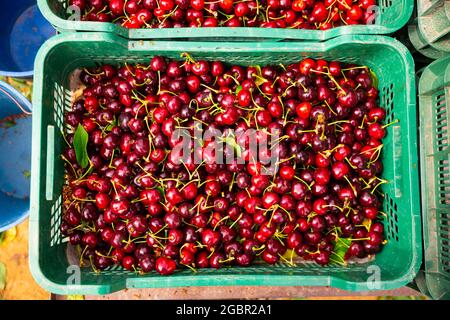 Freshly harvested cherries, top view Stock Photo - Alamy
