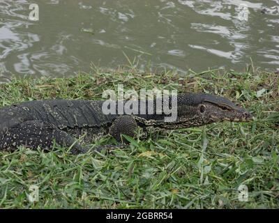 A big waran on grass at public Lumphini Park Bangkok Stock Photo - Alamy