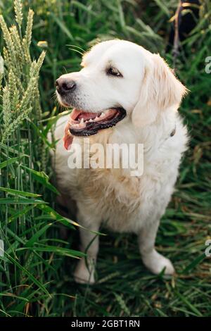 Golden retriever dog lying among daffodils naturalized in grass lawn ...