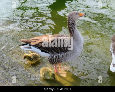 Greylag goose, Anser anser adult and duckling chicks Stock Photo - Alamy