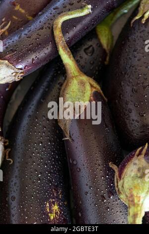 Raw purple aubergine on dark background Stock Photo - Alamy