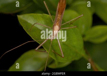 Adult Assassin Bug of the Genus Doldina Stock Photo - Alamy