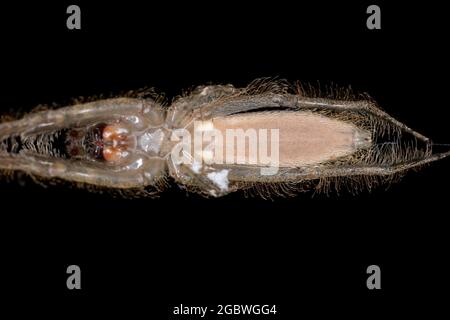 Adult Bark Hunter Spider of the Genus Senoculus Stock Photo - Alamy