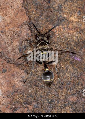 Adult Paper Wasp of the Genus Metapolybia Stock Photo - Alamy