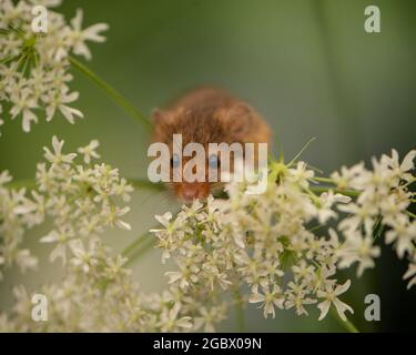 harvest mouse Micromys minutus release from secret world somersetheath ...