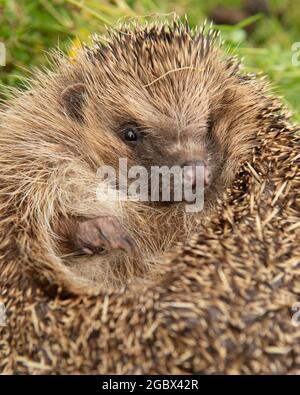 Hedgehog, Erinaceus europaeus, female, curled up, protection, spines ...