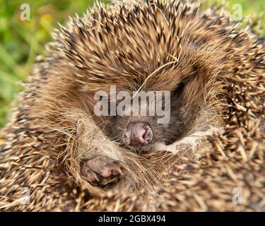 Close-up view of hedgehog ball defending himself Stock Photo - Alamy