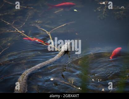 Closeup shot of a snake in the river Stock Photo - Alamy