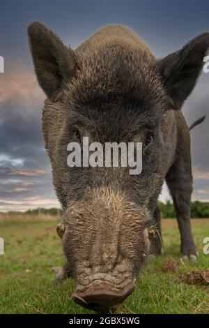 Wild boar digging with nose on ground in spring nature Stock Photo - Alamy