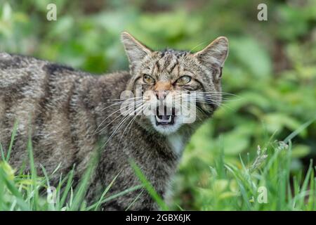 An angry male Scottish Wildcat , (Felis sylvestris grampia,) from ...