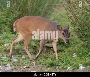 Muntjac Deer (Muntiacus reevesi). Fawn, showing dilation of pre-orbital ...