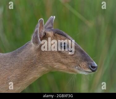 Muntjac (Muntiacus reevesi) deer adult running across a cereal field ...