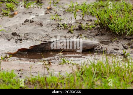 Walking Catfish (Clarias batrachus) make their way across land to spawn ...