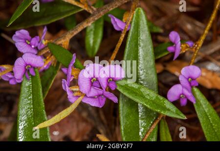 Colourful wildflowers, vivid purple flowers and dark green leaves of ...