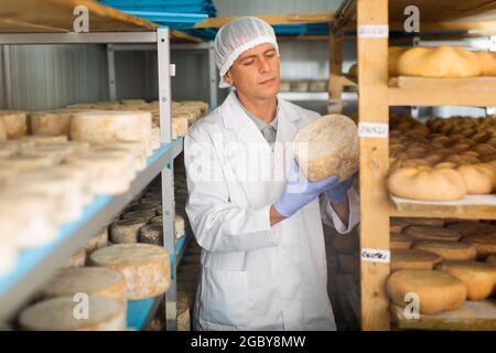 Cheese maker brushing mould off the hard cheeses by hand. Numbers on ...
