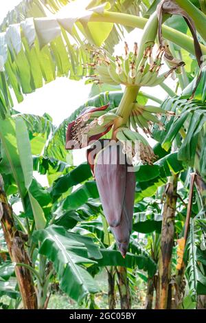 Close-up of Banana tree pod on plantation showing the small fruit ...