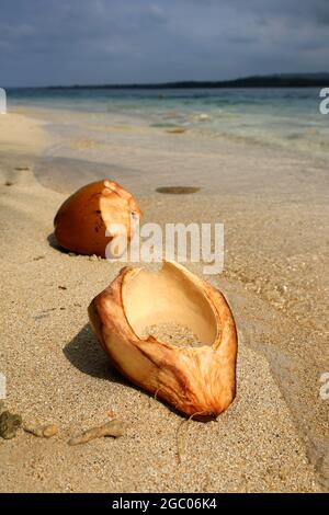 A sea shell and a conch laying in the golden sand of a beach Stock ...