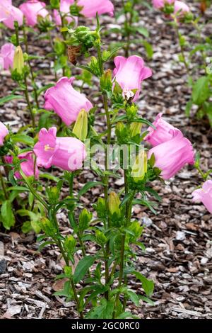 Campanula medium, commonly known as the bellflower, is showcased here ...