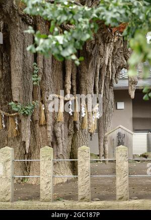 The 1000 years old Ginko tree at the Tsurugaoka Hachimangu Shrine ...