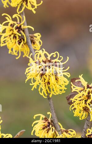 Hamamelis x intermedia Primavera Stock Photo - Alamy