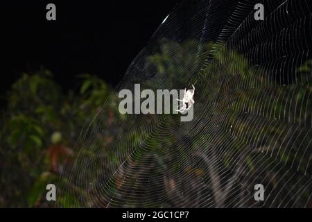 PORT STEPHENS, AUSTRALIA - Jan 15, 2017: A spider dangling from its web ...