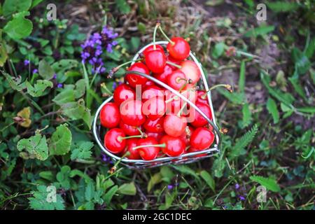 Cherry in small metal basket on green grass. Ripe fresh organic sweet ...