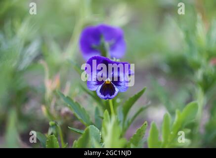 Beautiful pancy flower in the garden Stock Photo - Alamy