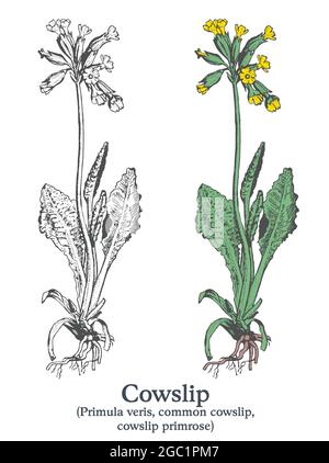 Cowslip. Vector hand drawn plant. Vintage medicinal plant sketch Stock ...