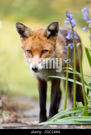A closeup of a red fox (Vulpes vulpes) near a rock against blurred ...
